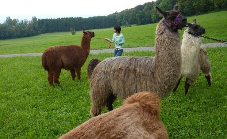 4 Reasons to Try Llama Trekking Near Zürich - Newly Swissed