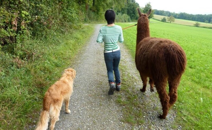 4 Reasons to Try Llama Trekking Near Zürich - Newly Swissed