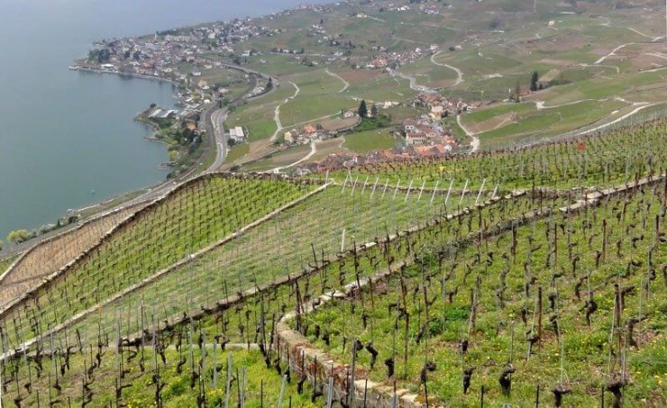 Hiking the Lavaux Vineyard Terraces in Spring - Newly Swissed Online ...