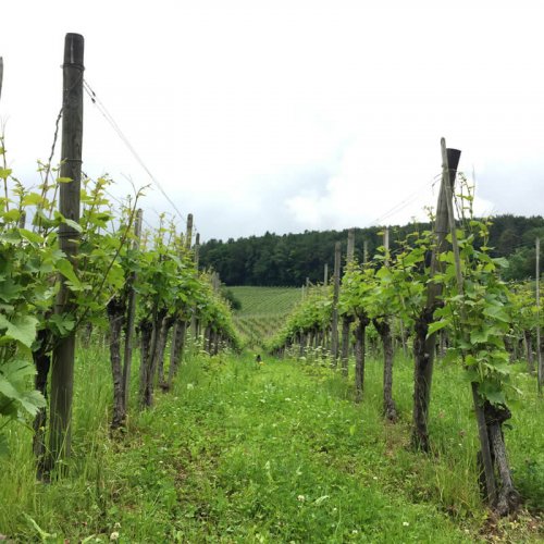 I’ve hiked the Wine Trail in Weinfelden (and I loved it) - Newly ...