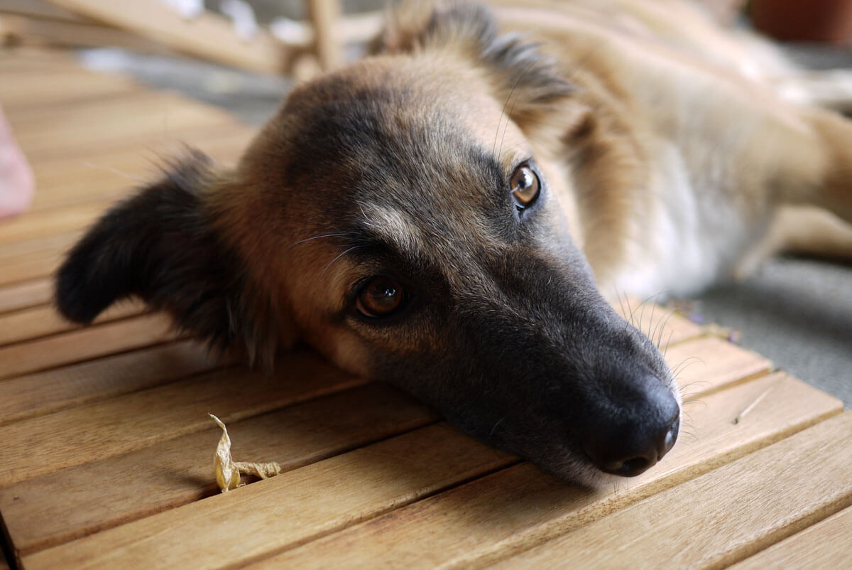 7 Practical tips for living with a dog in Switzerland