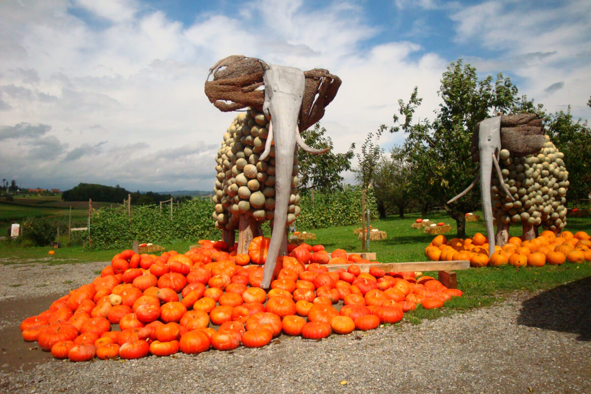 Spend a day at Jucker Farm, a favorite destination for all ages