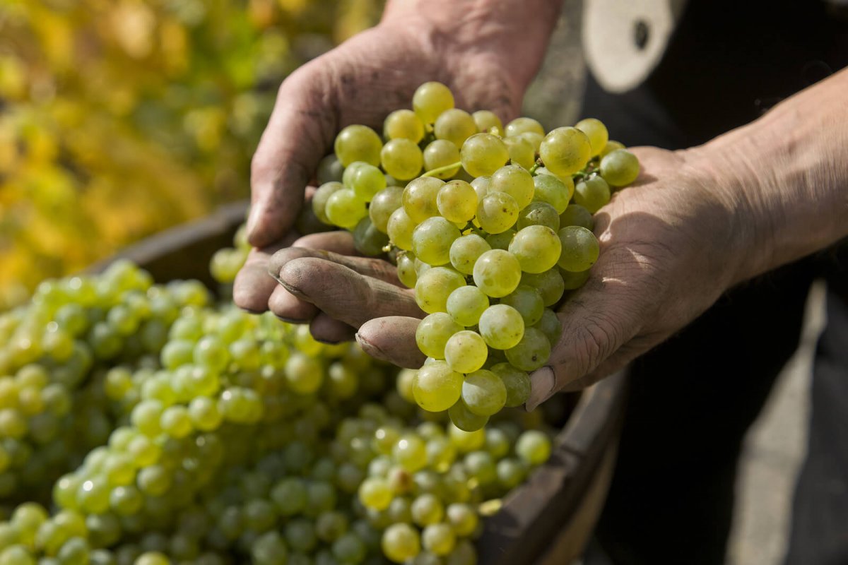 Swiss wine guide with 9 favorite places for wine tastings