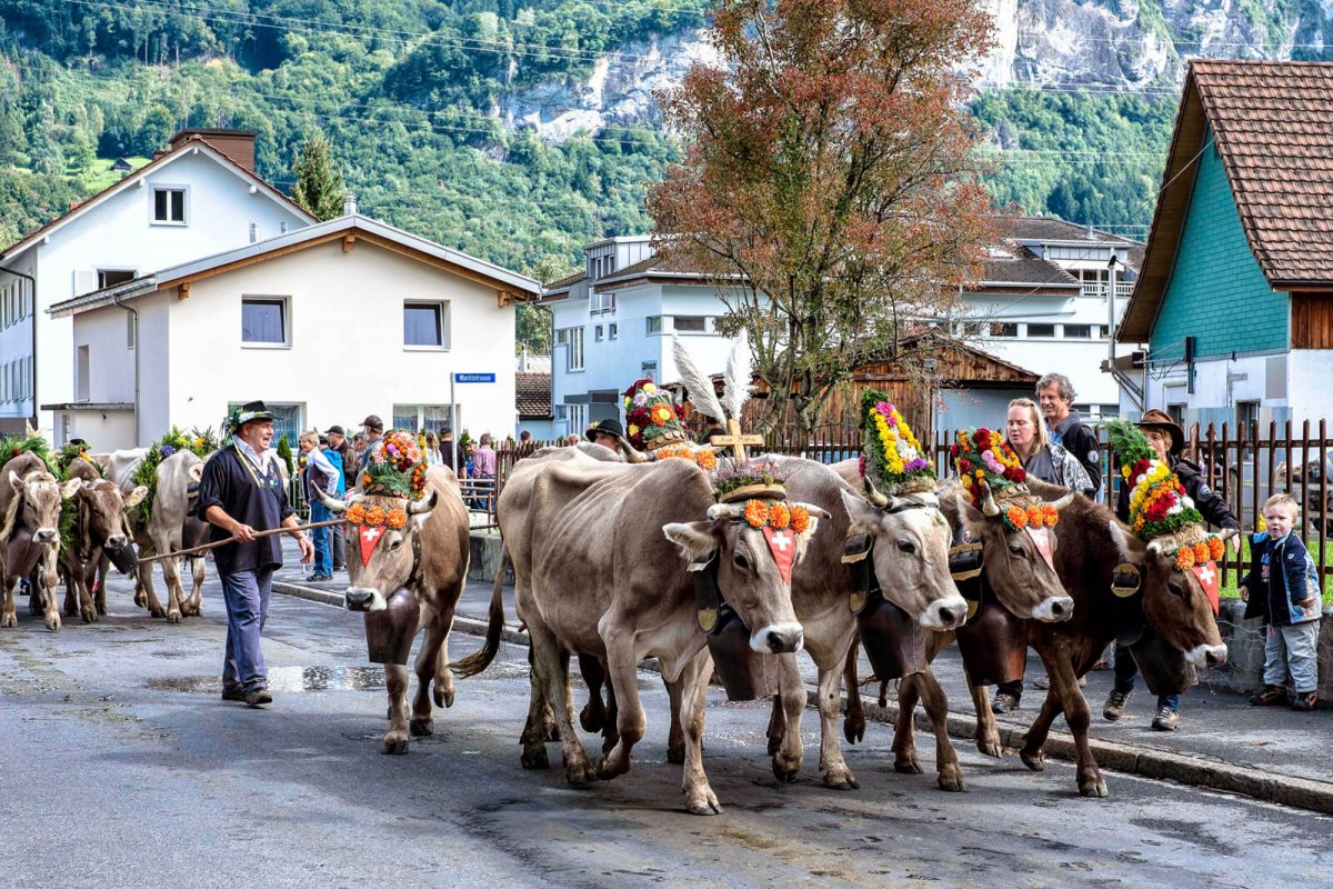 Why You Need to See an Alpine Cow Parade Once in Your Life