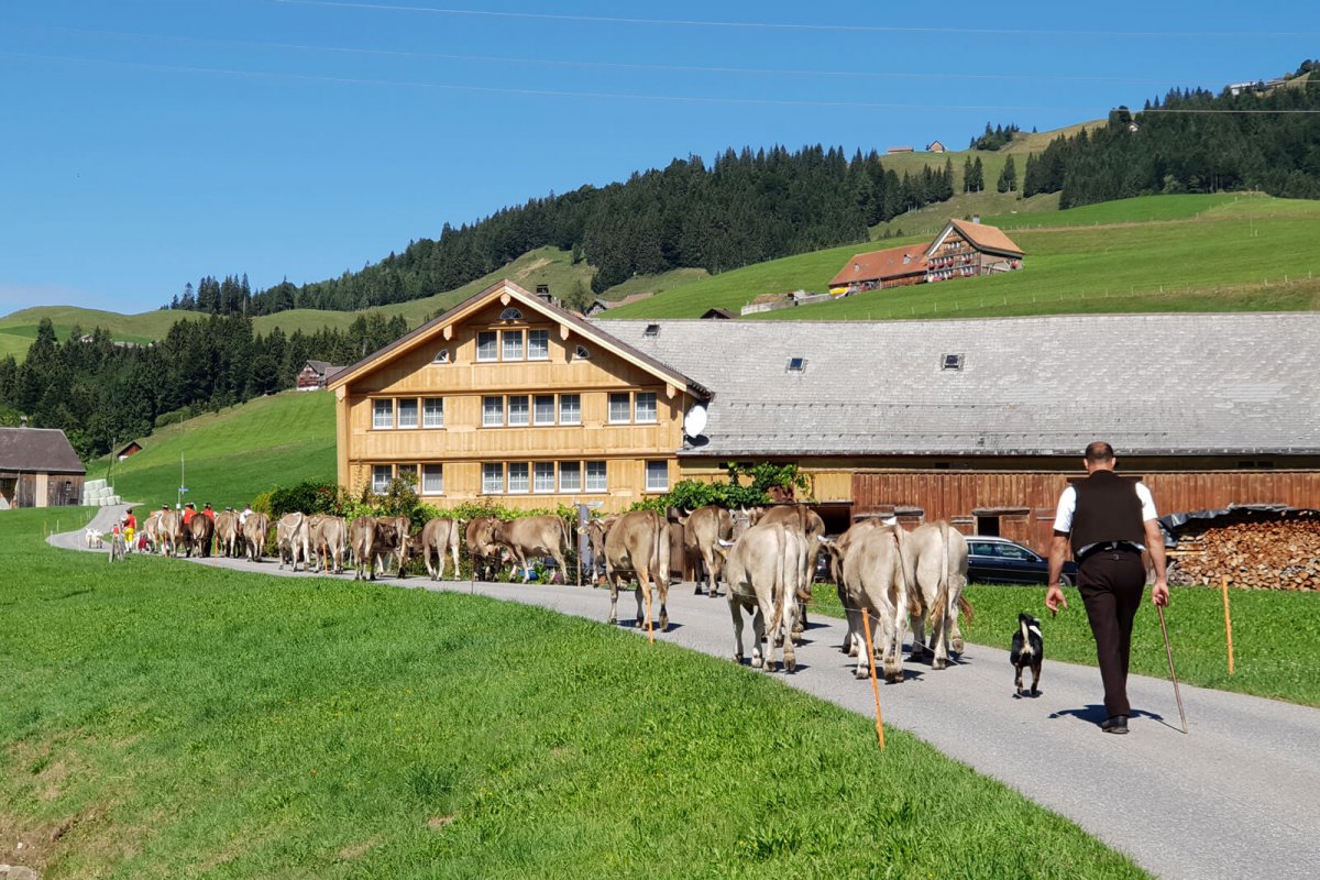 Why You Need to See an Alpine Cow Parade Once in Your Life