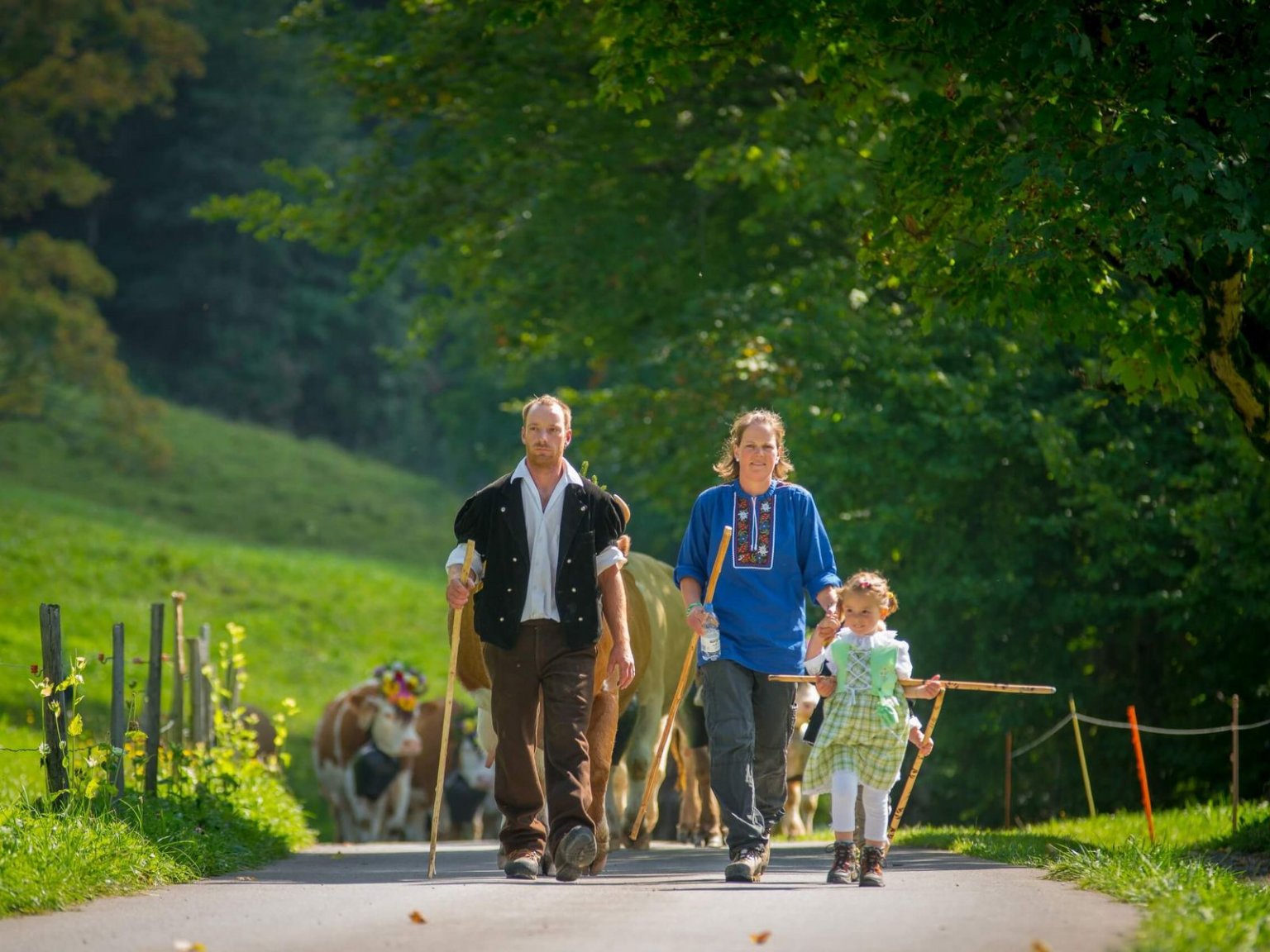 2025 Guide to Alpine Cow Parades in Switzerland