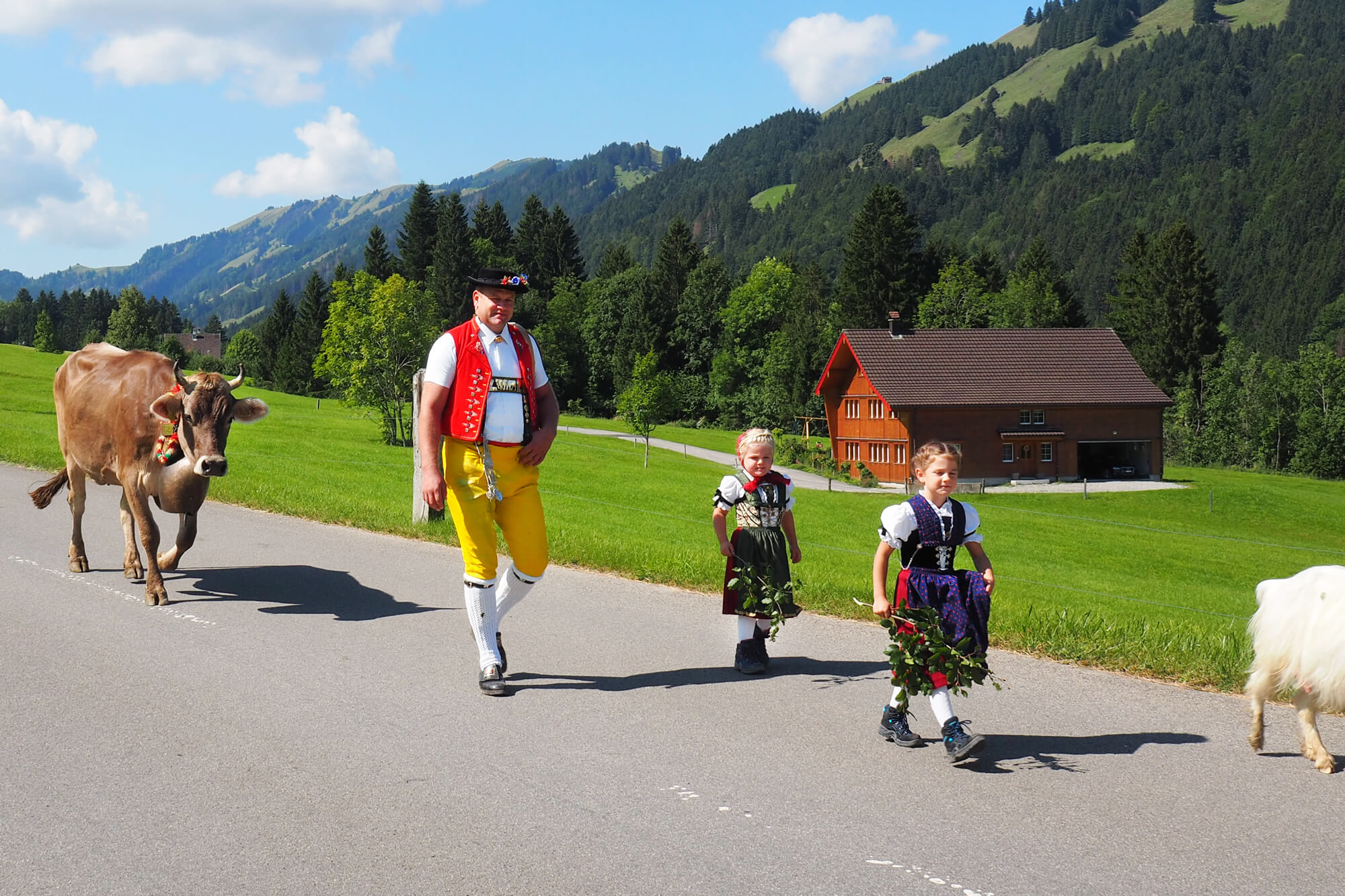 How Alpine Cow Parades in Appenzell Really Work (Alpabfahrt)