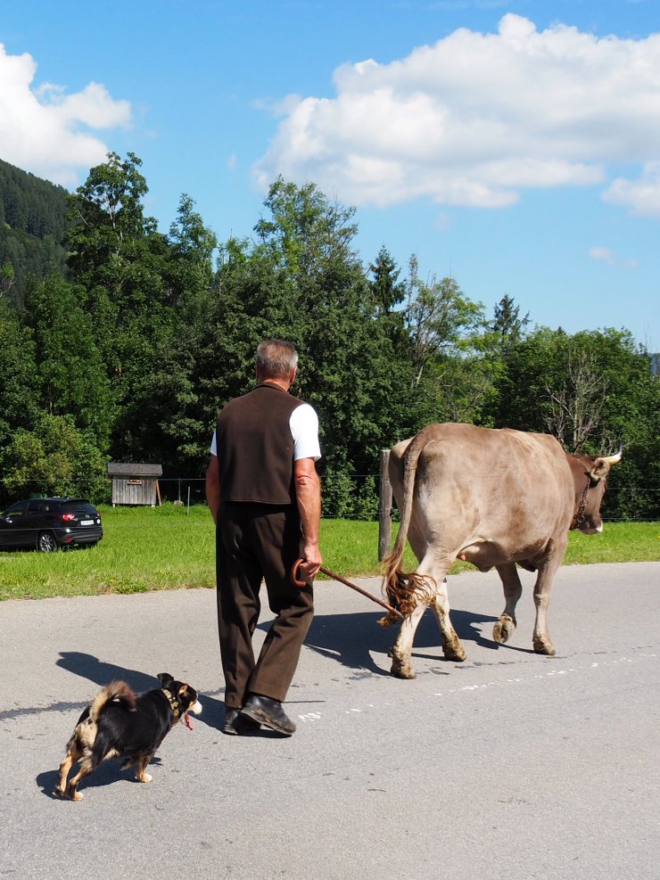 How Alpine Cow Parades in Appenzell Really Work (Alpabfahrt)
