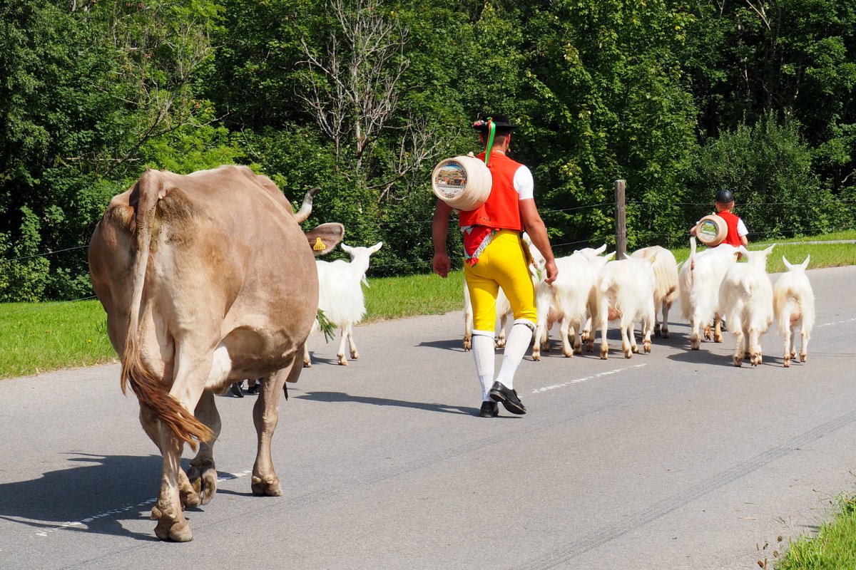 How Alpine Cow Parades in Appenzell Really Work (Alpabfahrt)