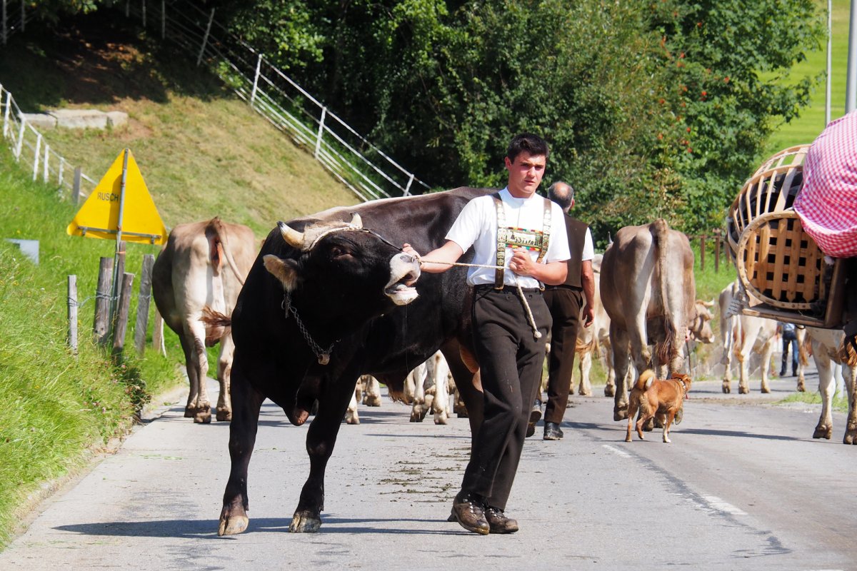 How Alpine Cow Parades in Appenzell Really Work (Alpabfahrt) - Newly ...