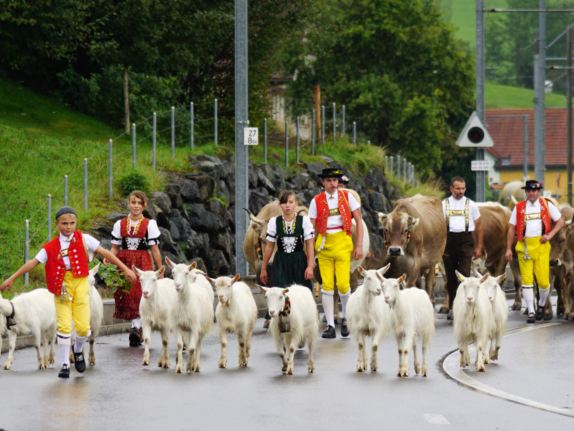 How alpine cow parades in Appenzell really work (Alpabfahrt) - Newly ...