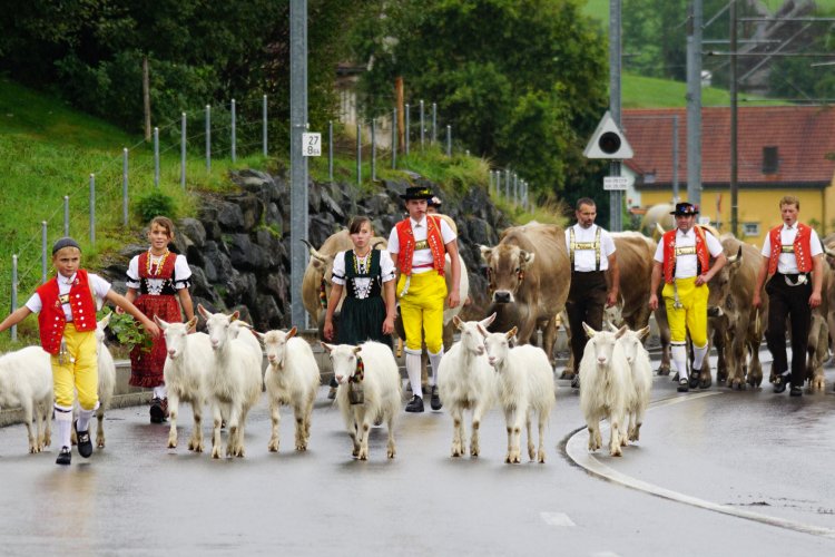 How Alpine Cow Parades in Appenzell Really Work (Alpabfahrt)