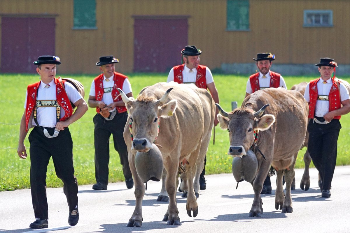 How Alpine Cow Parades in Appenzell Really Work (Alpabfahrt) - Newly ...