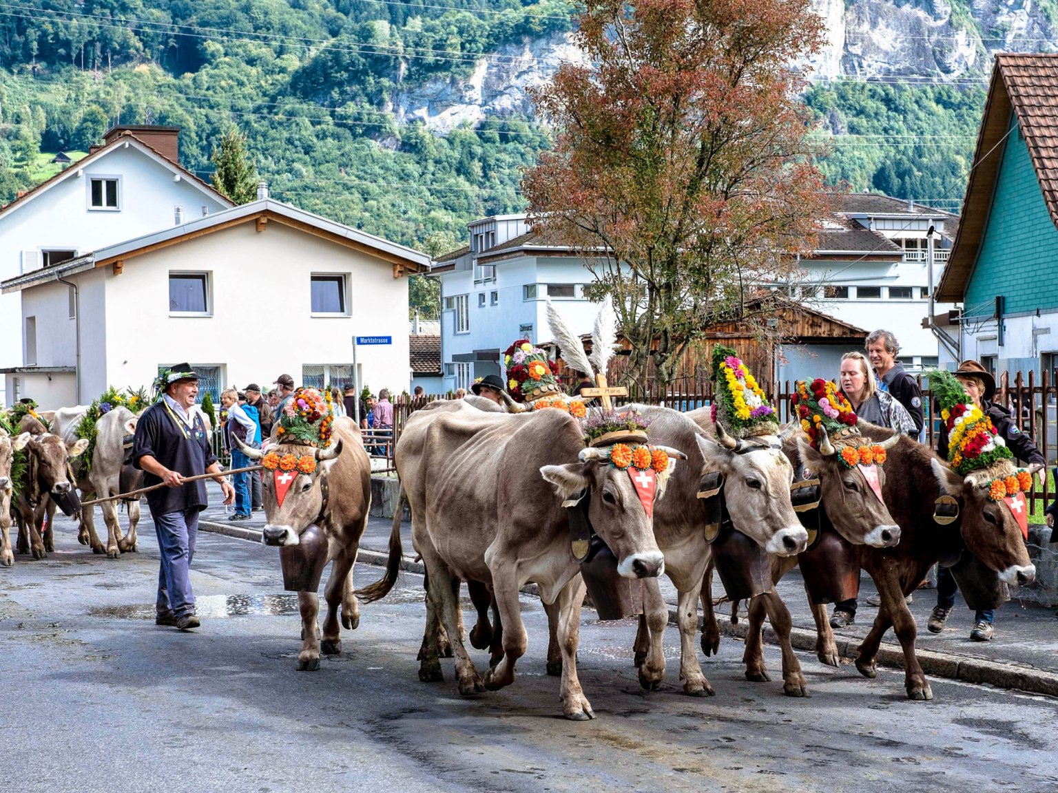 2025 Guide to Alpine Cow Parades in Switzerland