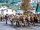 2025 Guide to Alpine Cow Parades in Switzerland