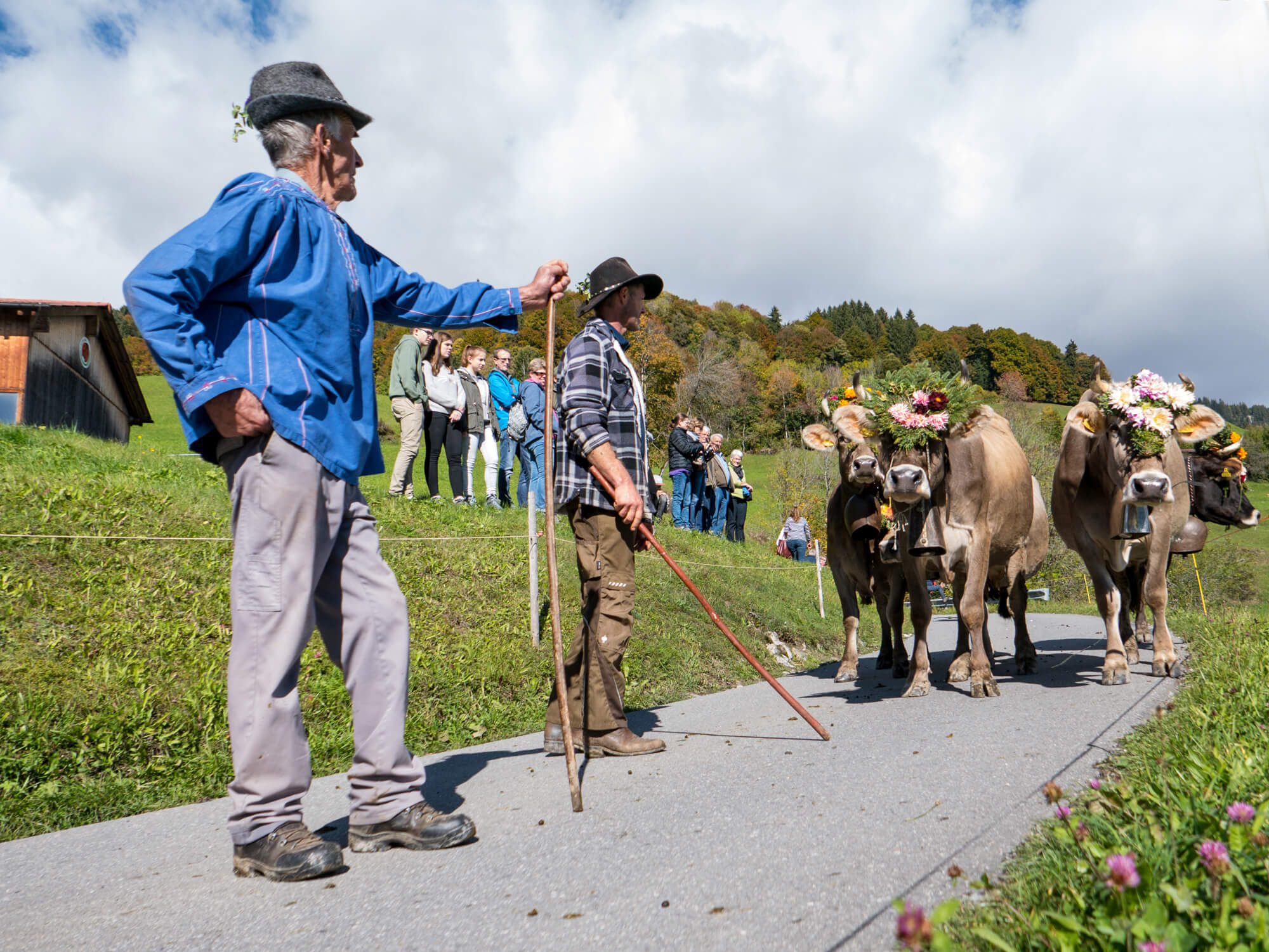 Alpine Cow Parades and Alp Processions in Switzerland: Complete 2025 ...
