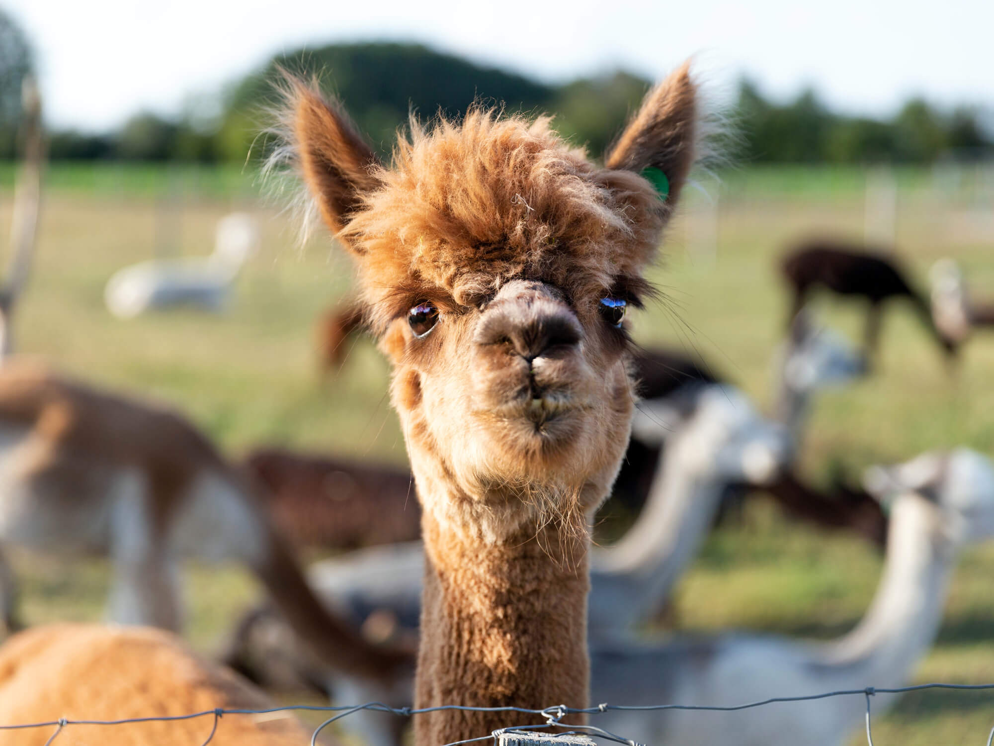 Alpacas in Switzerland - Guide to Alpaca Yoga and Trekking (2025)