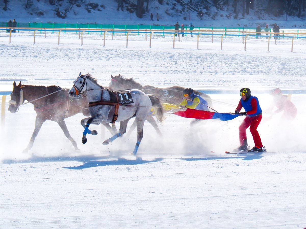 Skijoring in Switzerland: Insider Guide for First-Timers (2026) - Newly ...