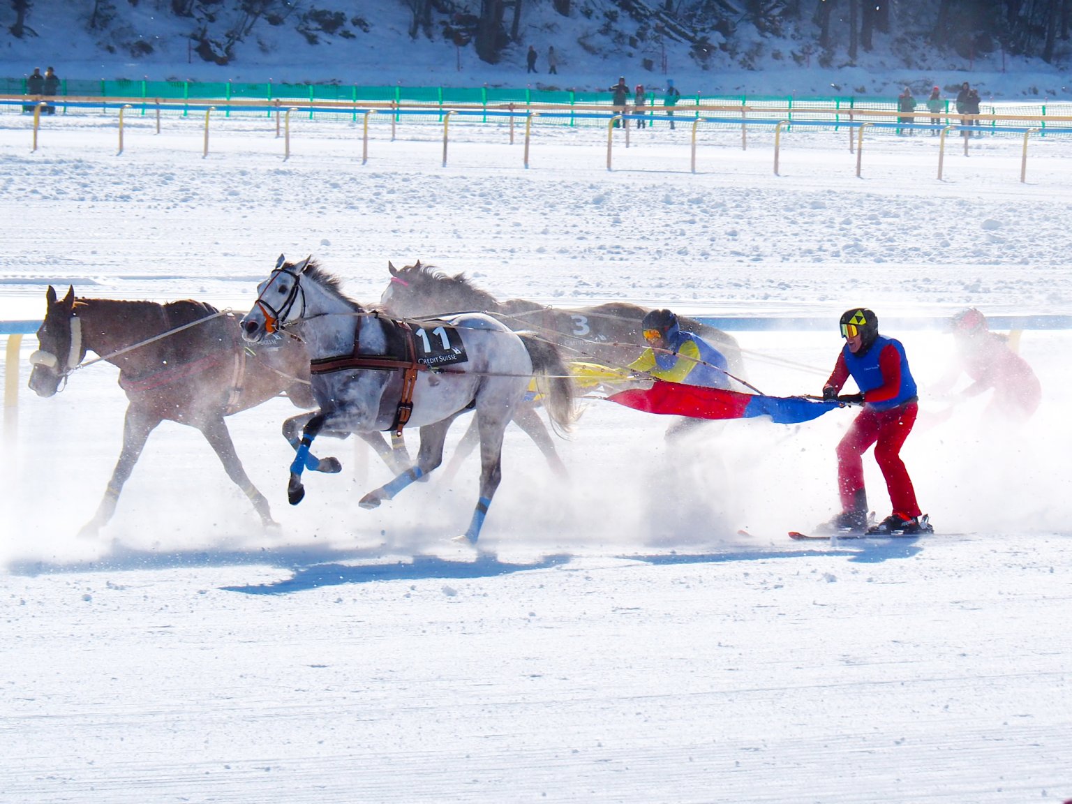 Skijoring in Switzerland: what it is - and where to try it