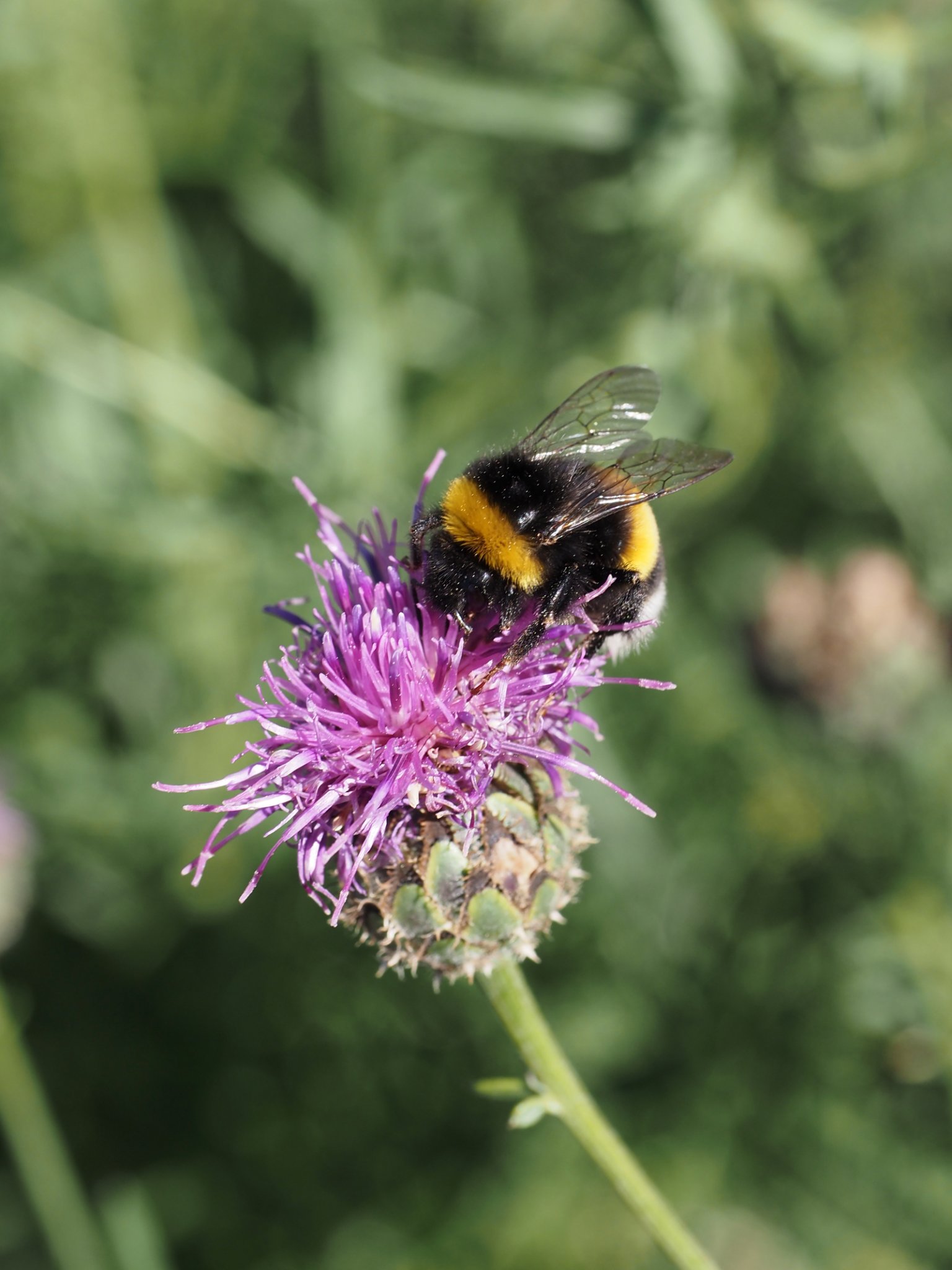 The Heida Wine Hike in Visperterminen for wine lovers - Newly Swissed ...