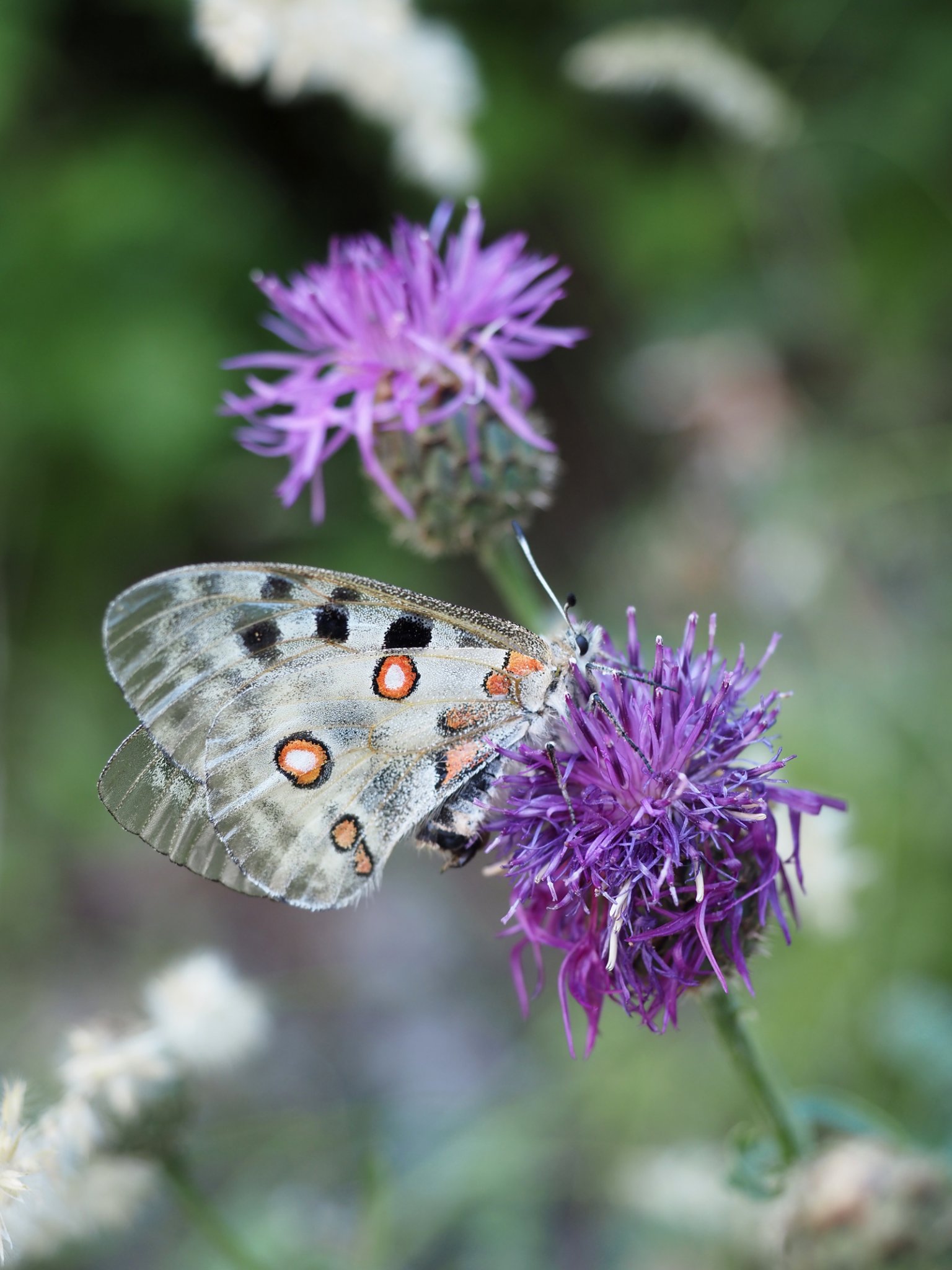 The Heida Wine Hike in Visperterminen for wine lovers