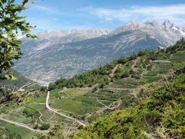 The Heida Wine Hike in Visperterminen for wine lovers