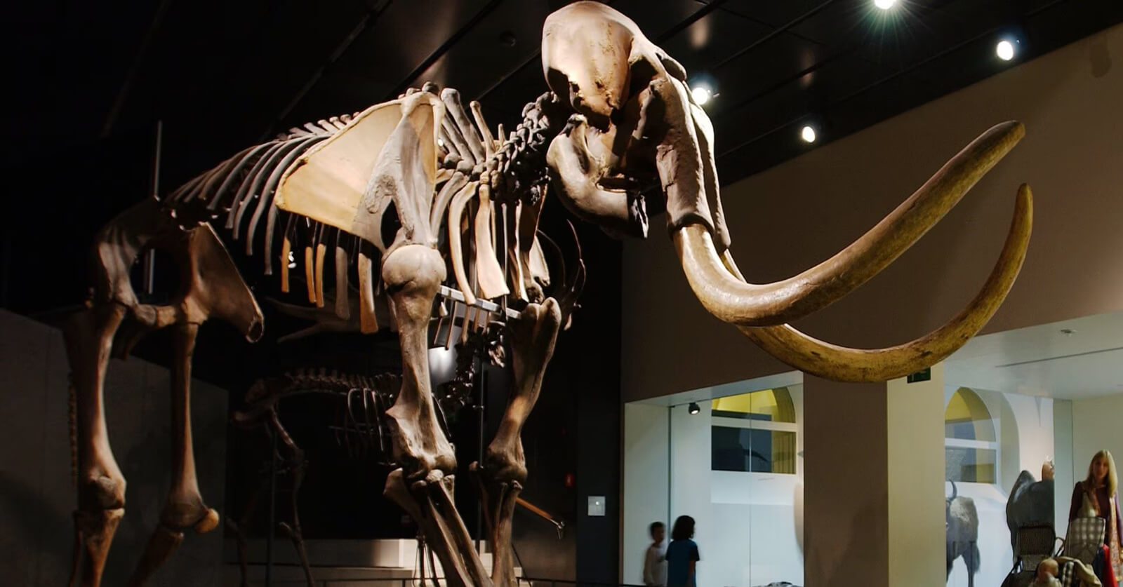 Best Free Museums in Zurich - From Mammoth to Money