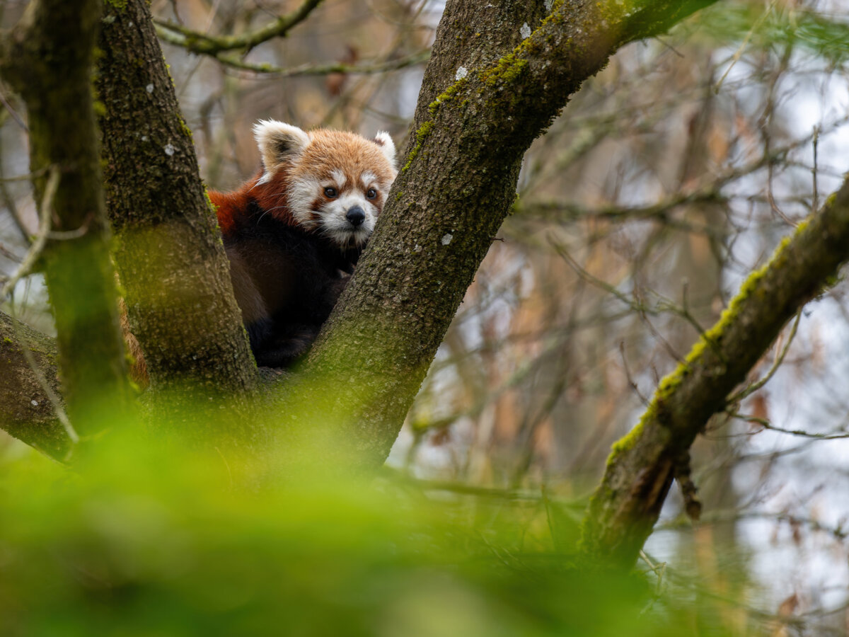Panthera at Zoo Zürich: An Immersive Habitat for Asiatic Big Cats ...