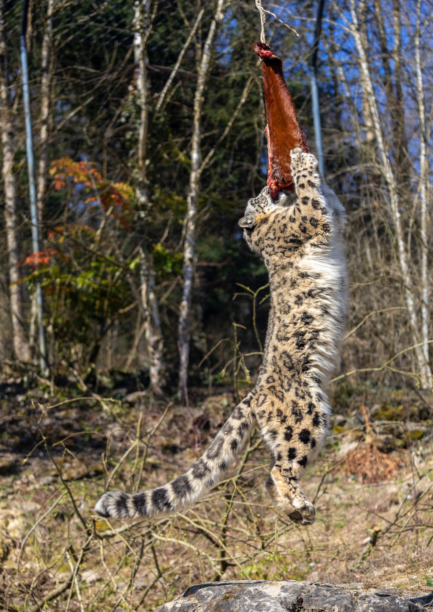 Panthera at Zoo Zürich: An Immersive Habitat for Asiatic Big Cats