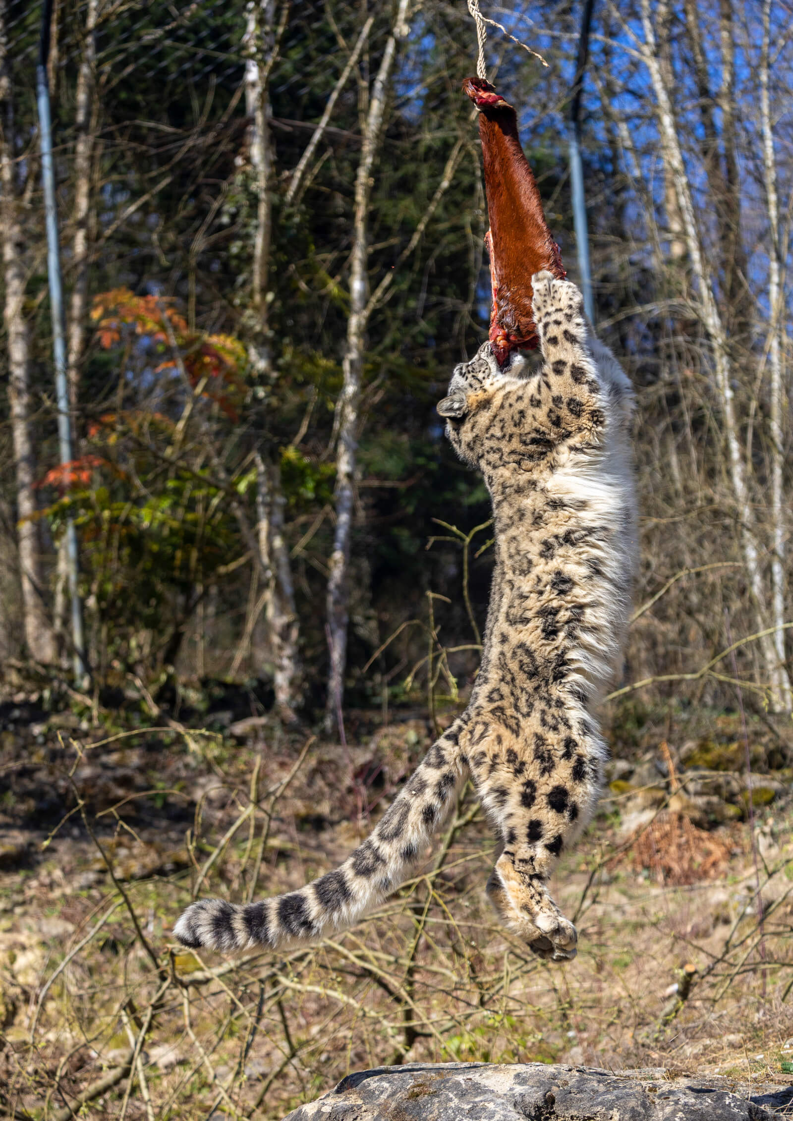 Panthera at Zoo Zürich: An Immersive Habitat for Asiatic Big Cats ...