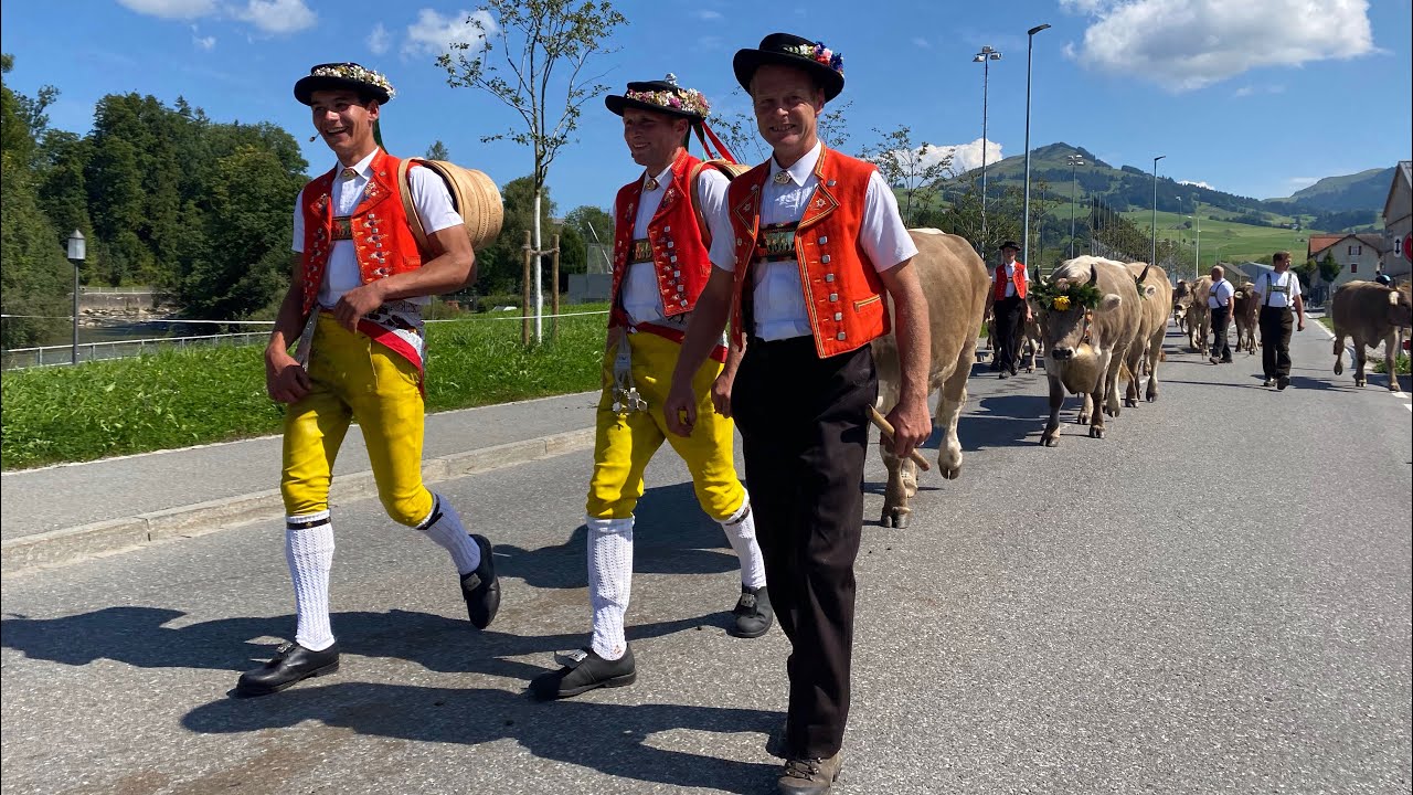 How alpine cow parades in Appenzell really work (Alpabfahrt)