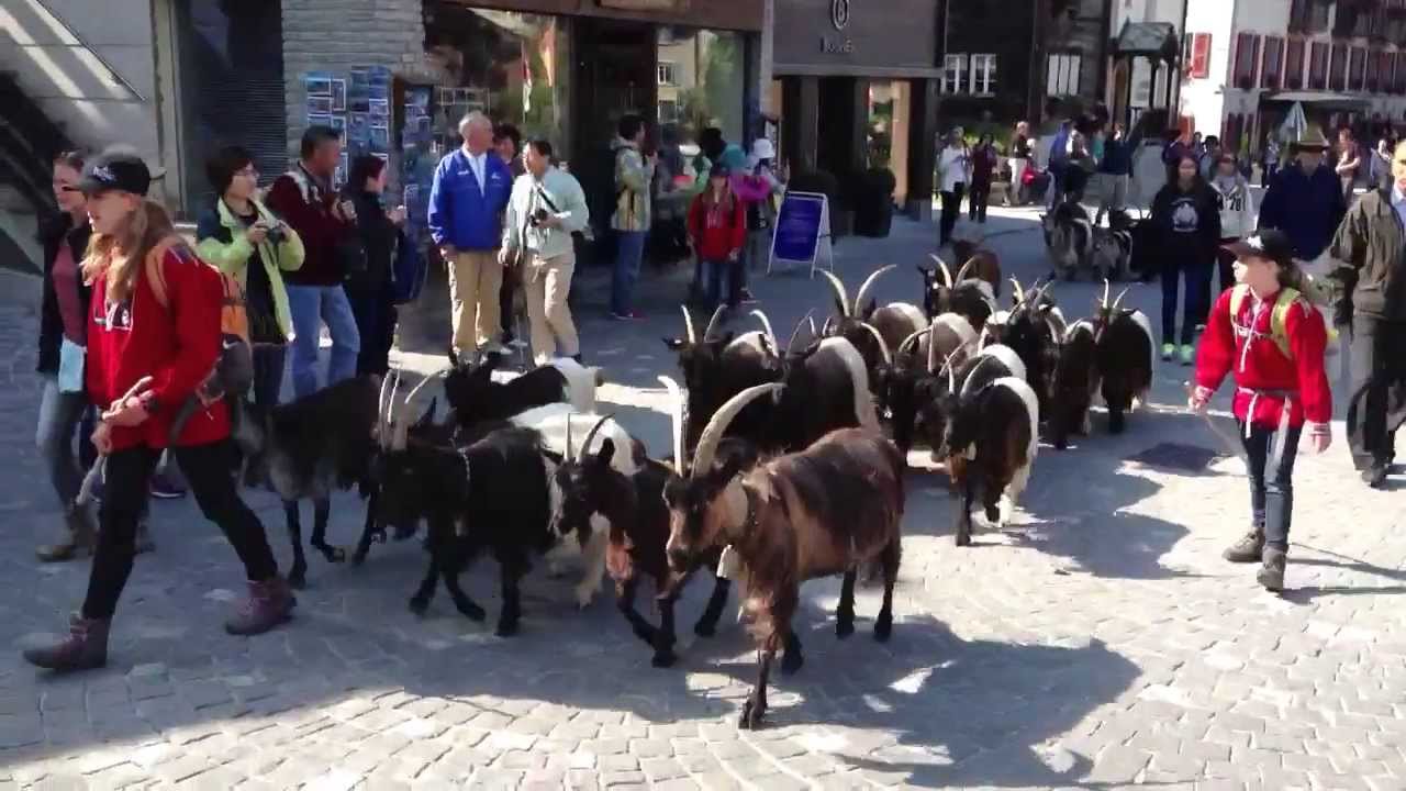 The Daily Goat Parade in Zermatt is a Perfect Photo Op